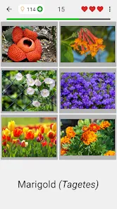 Flowers Quiz - Identify Plants | Free Apk Download on Your Device ...